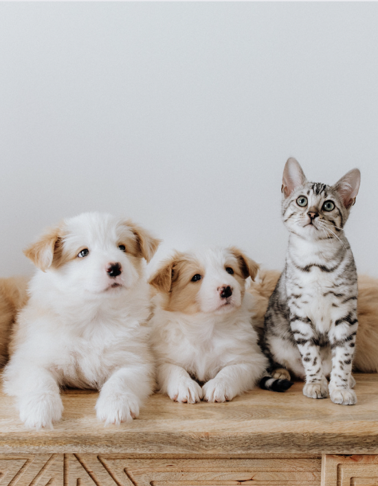 Giới Thiệu - Pety Care